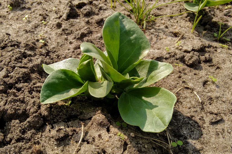 Anbau von Puffbohnen, Saubohnen, Pferdebohnen | Ackertante