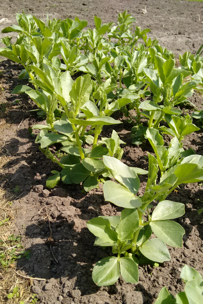 Anbau von Puffbohnen, Saubohnen, Pferdebohnen | Ackertante