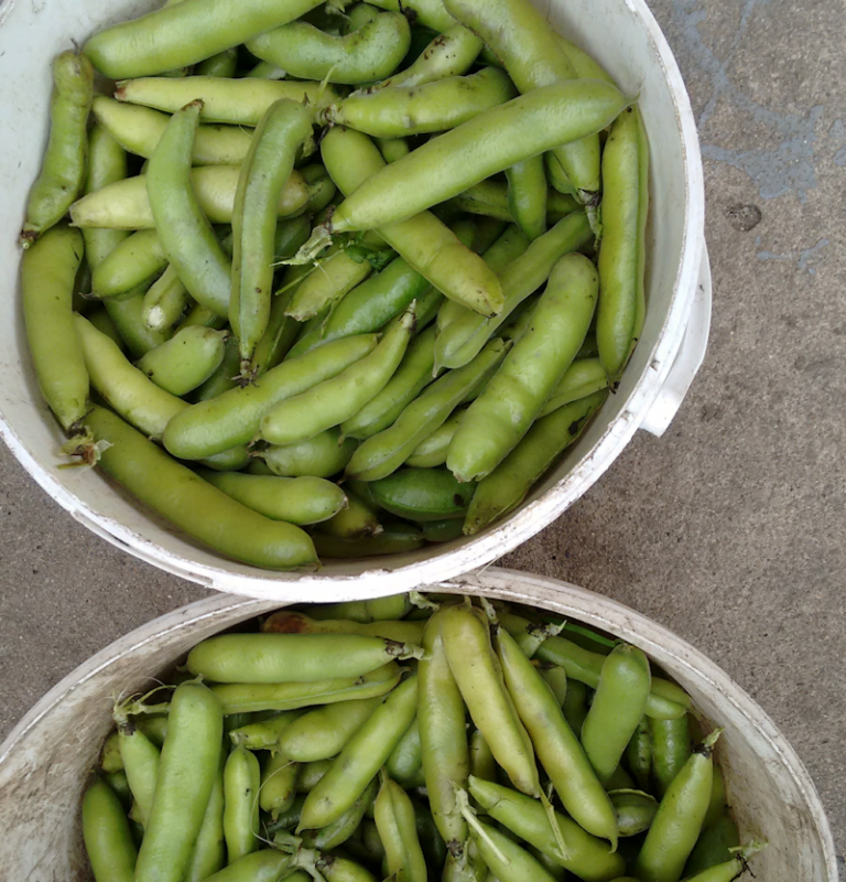 Anbau von Puffbohnen, Saubohnen, Pferdebohnen | Ackertante