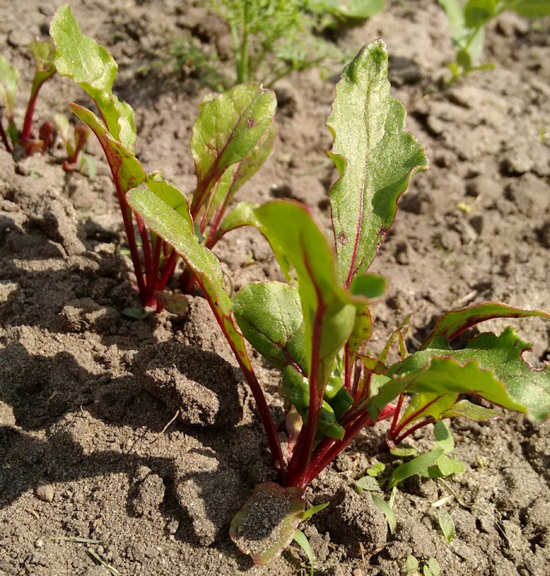 Rote Bete - Rote Rüben | Ackertante