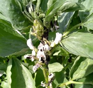 Anbau von Puffbohnen, Saubohnen, Pferdebohnen | Ackertante