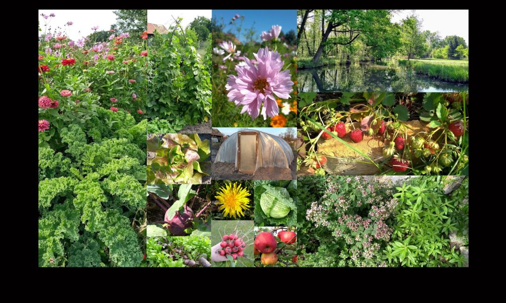 Anbau von Puffbohnen, Saubohnen, Pferdebohnen | Ackertante