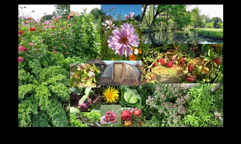 Anbau von Puffbohnen, Saubohnen, Pferdebohnen | Ackertante